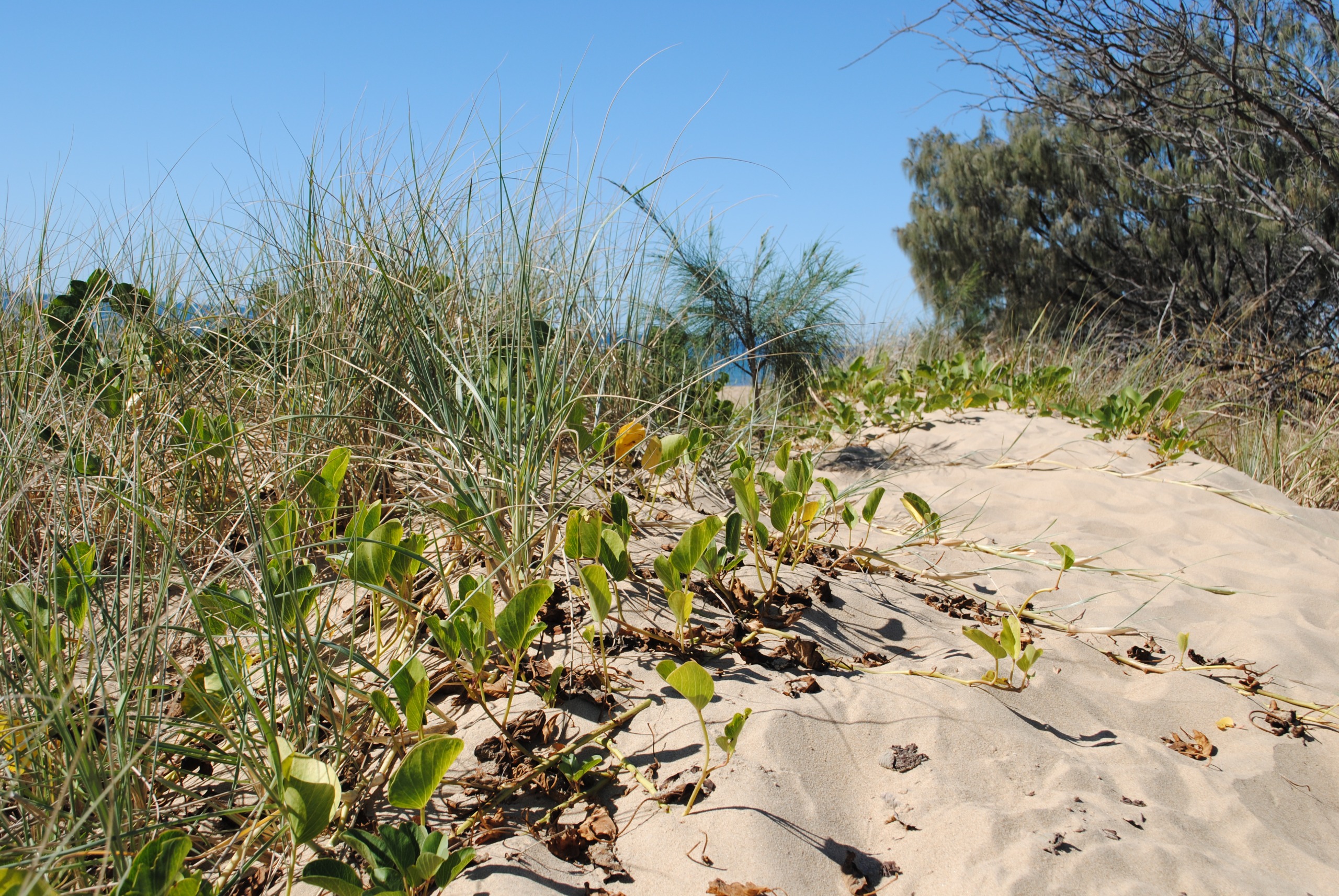 Turkey Beach Planting Event